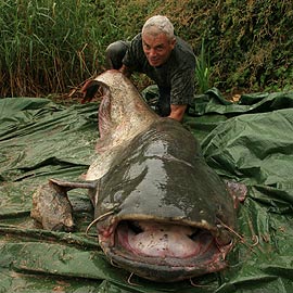 Criaturas de Henry: Bagre